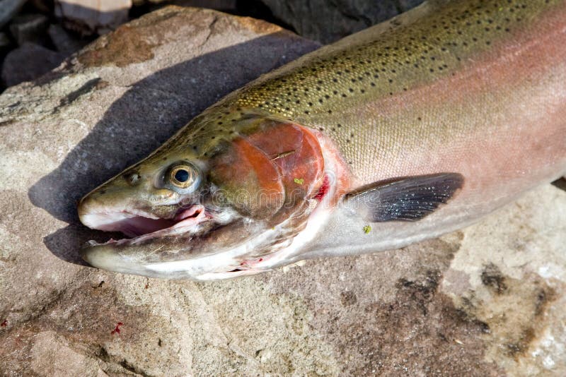 Michigan steelhead stock image. Image of fresh, rainbow - 6651261