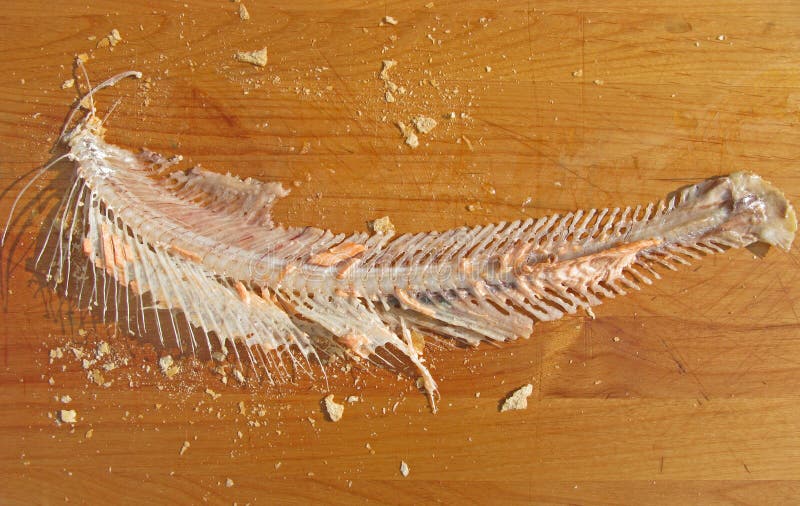 148 Trout Skeleton Stock Photos - Free & Royalty-Free Stock Photos from ...