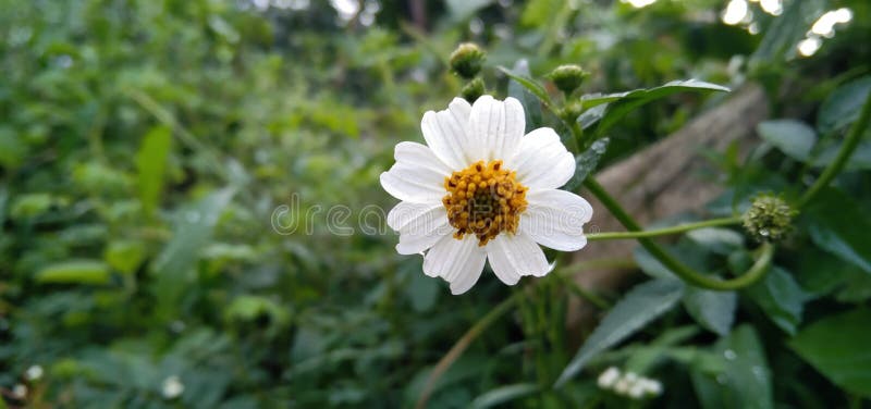 Steemit Flower when it Bloom Stock Photo - Image of petal, yellow ...