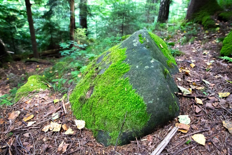 Groene Mos Op De Boomstam Foto Van Natuurlijk Hout Bossen in De Zomer ...