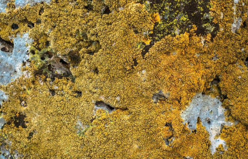 Steen Met Korstmos Wordt Behandeld Dat Stock Afbeelding - Image of ...