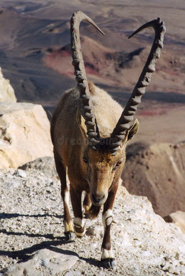 Steenbok stock foto. Image of negev, steenbok, ramon, woestijn - 137380