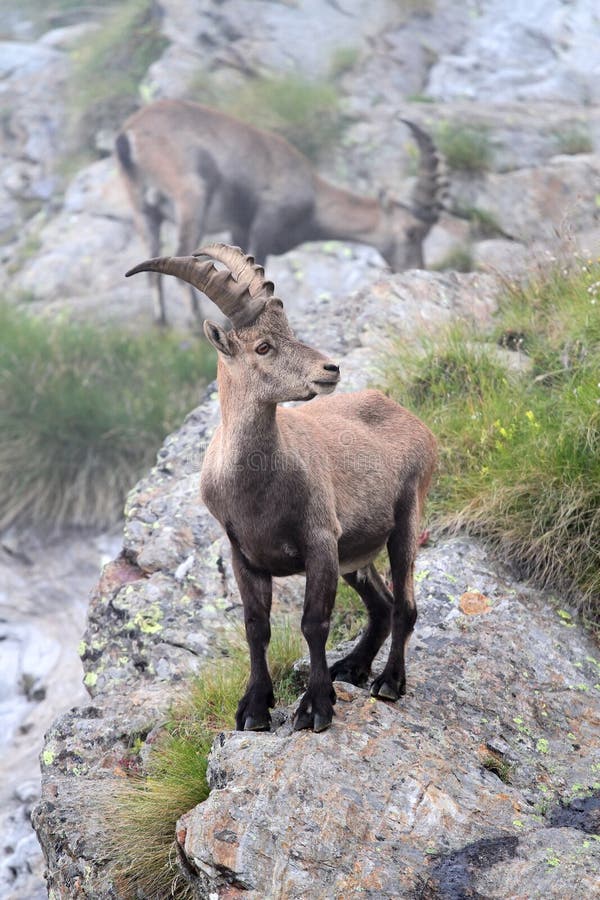 Steenbok stock foto. Afbeelding bestaande uit vallei - 15971470
