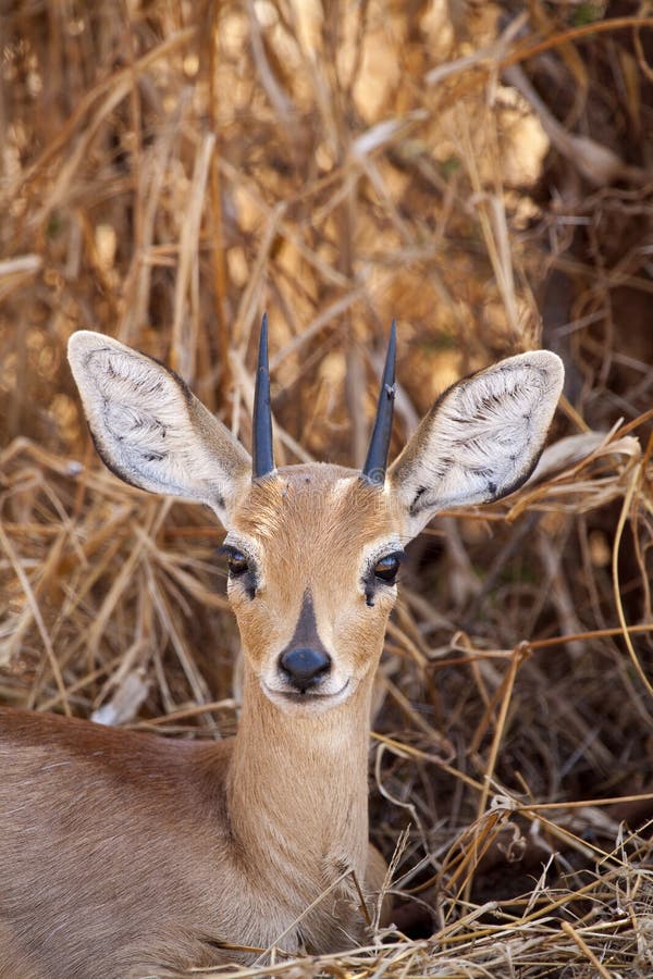 Steenbok antelope stock photo. Image of southern, campestris - 26193634