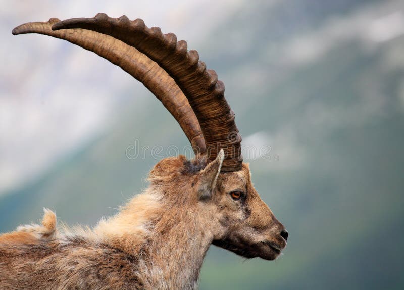 Steenbok 3 van Nubian stock foto. Image of ecologie, savanne - 2637948