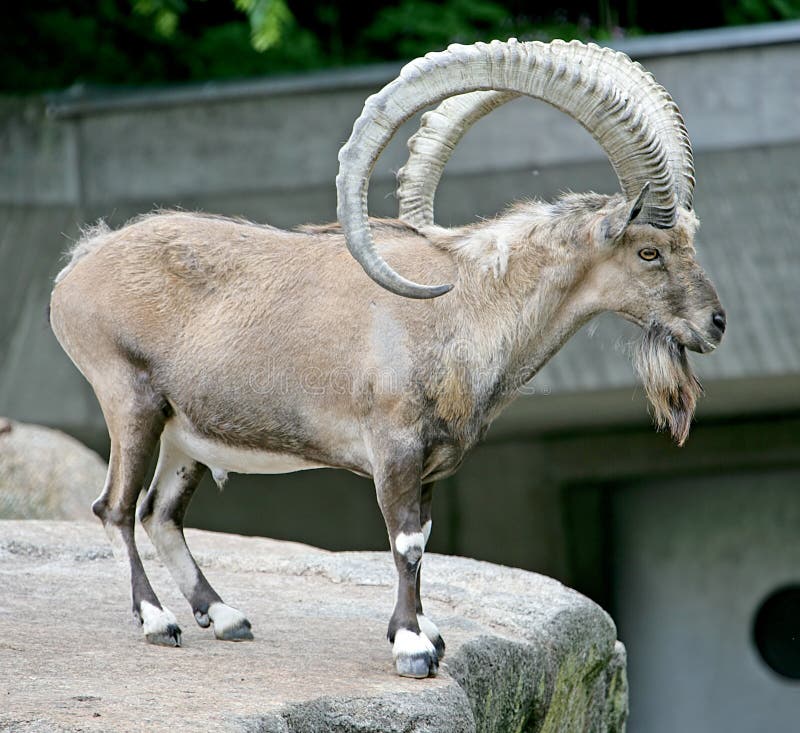 Steenbok 3 van Nubian stock foto. Image of ecologie, savanne - 2637948