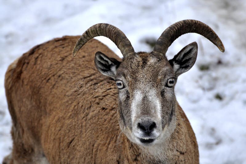 Steenbok stock afbeelding. Image of gedrag, behoud, bont - 8072737