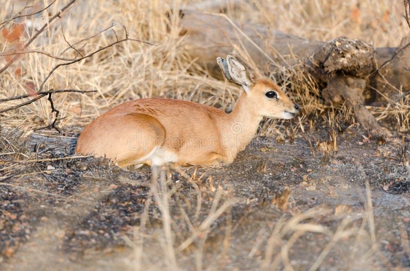 Steenbok in Kruger Park South Africa Stock Photo - Image of instinct ...