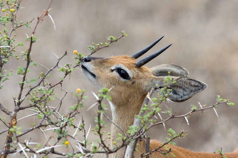 Steenbok male stock photo. Image of male, eating, wildlife - 7081012