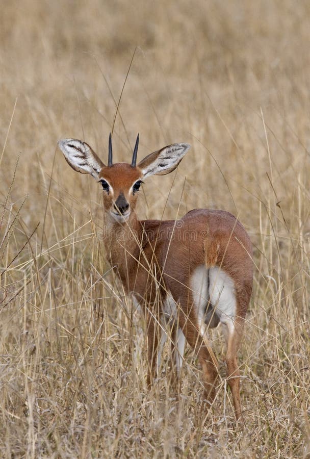 Ram Del Duiker - Fauna De África - Especie Rara Del Salvaje Foto de ...