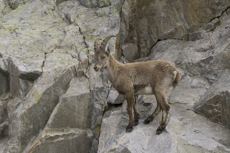 Steenbok op een rots stock foto. Image of steenbok, najaar - 19932704