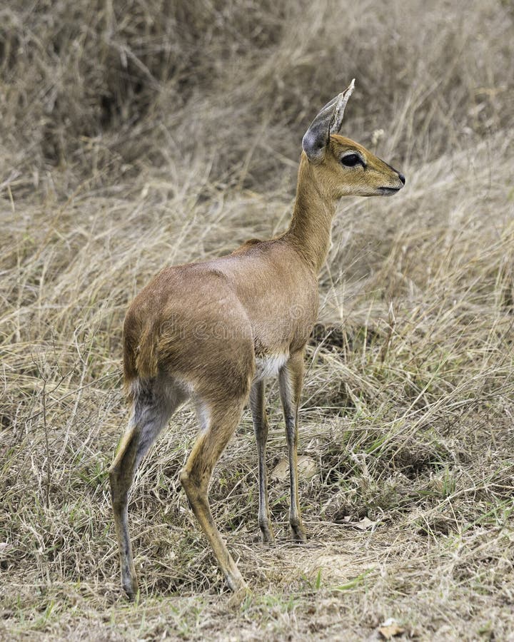 A Steenbok (Raphicerus Campestris) Standing in the Grass Stock Photo ...