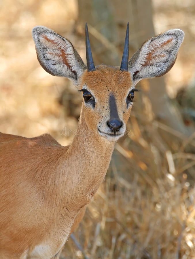 Red Hartebeest in Yellow Grass Stock Photo - Image of safari, namibia ...