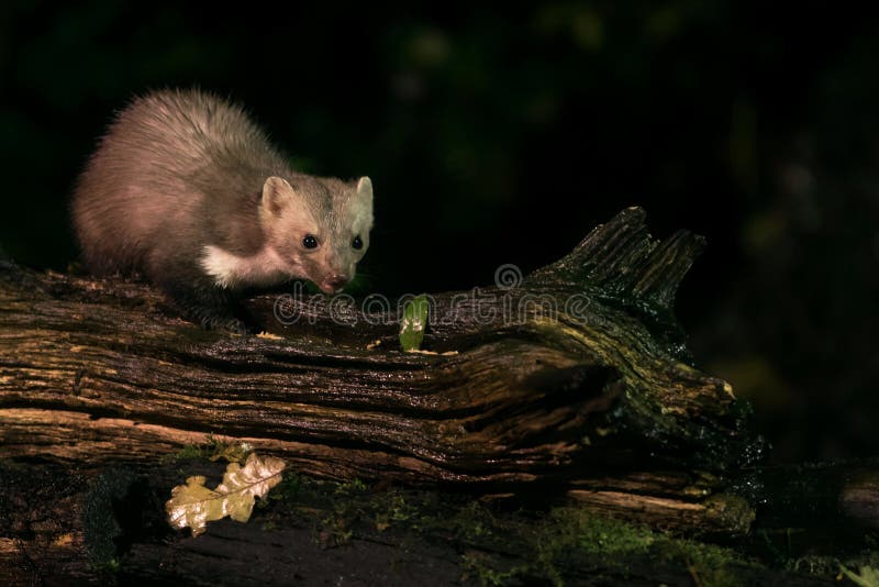 Faina, Ritratto Del Dettaglio Dell'animale Della Foresta Piccolo ...