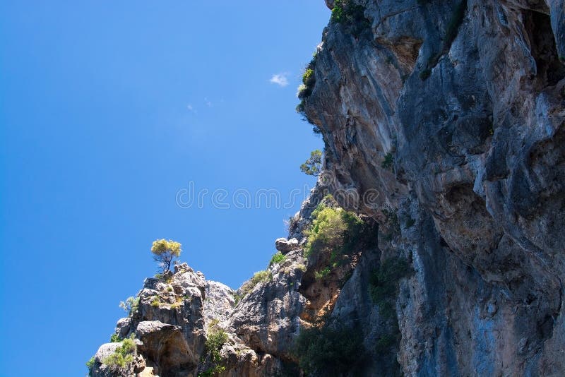 Steep cliff tree Mallorca stock photo. Image of islands - 92652156