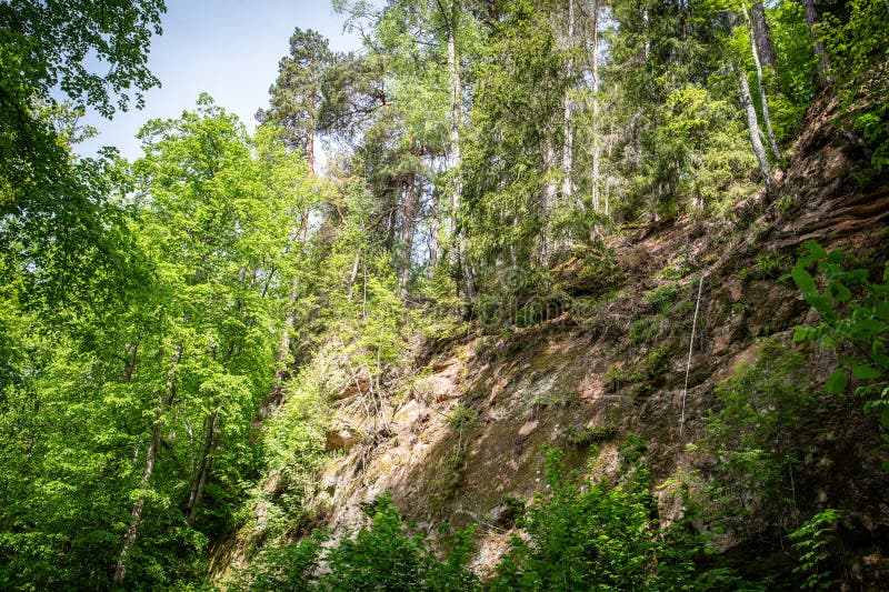 Steep Forest Cliff with Lush Greenery and Tall Trees in a Natural ...