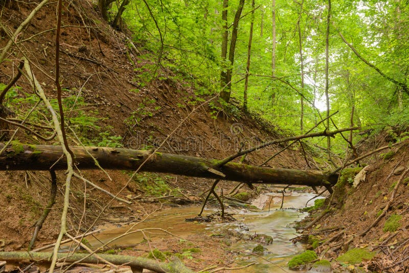 Steep Ravine Of Grand Canyon Of The Yellowstone, Wyoming. Stock Photo ...