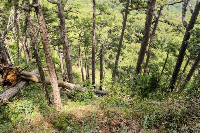 Steep forest slope stock image. Image of cloud, mountains - 143422845