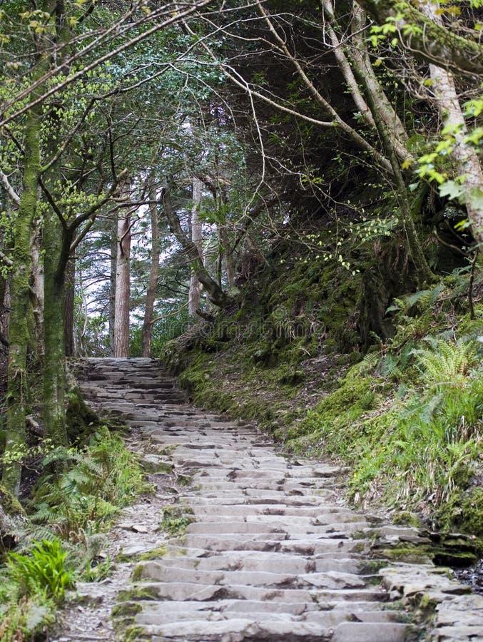 Steep Forest Steps stock image. Image of path, wood, incline - 1038647