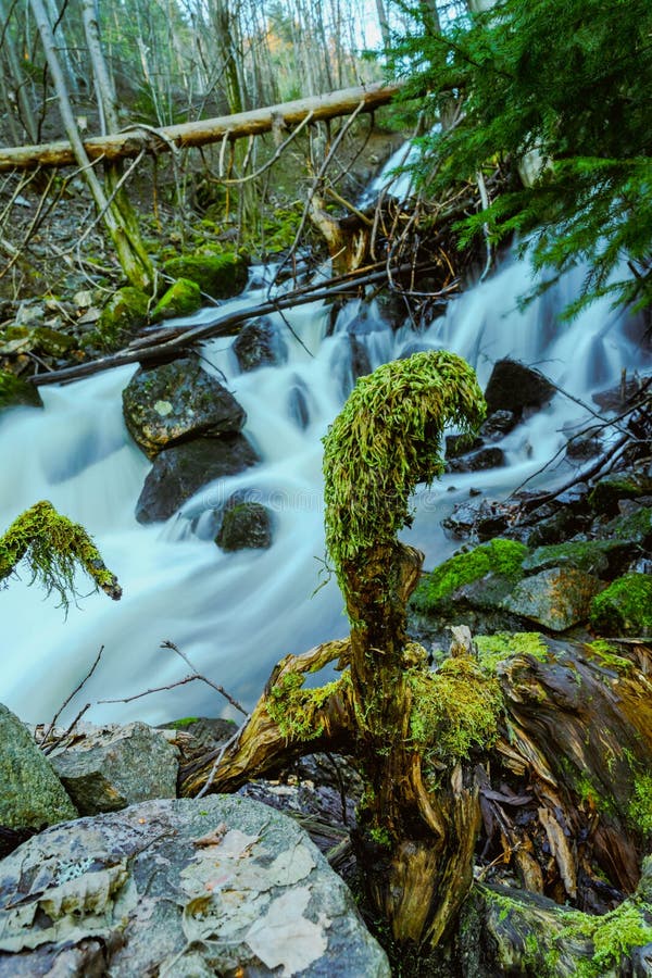 A Steep Forest Stream that Turns into a Small Waterfall Stock Image ...