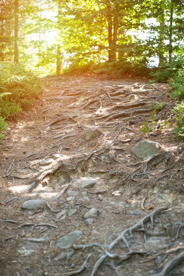 Steep Forest Trail with Rocks and Tree Roots. Walks in Wood Park Stock ...