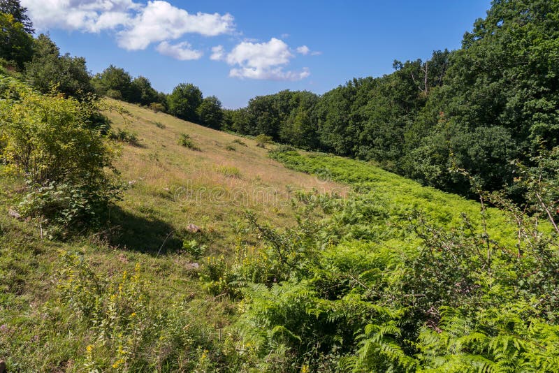 The Steep Hill is Densely Covered with Ferns in Front of the Forest ...