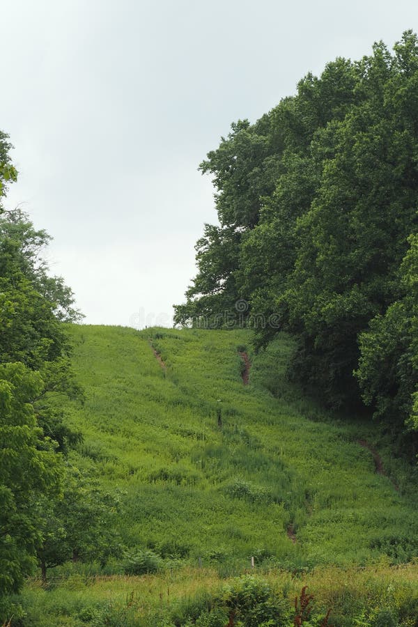 This is Steep Hill in the State Park. Stock Image - Image of flower ...