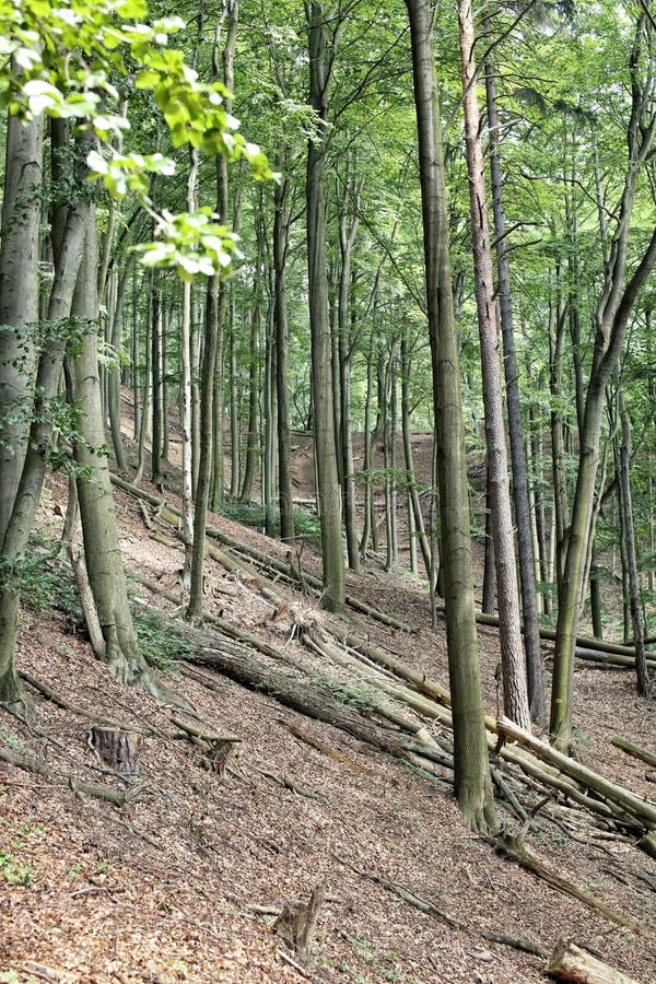 Steep hill in the woods stock image. Image of stump, hill - 95815215