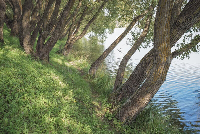 Steep Lake Shore with Trees. Beautiful Landscape of Summer Stock Photo ...