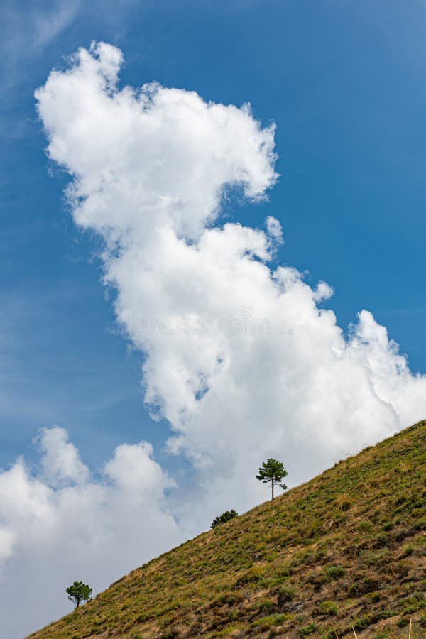 230 Perpendicular Trees Stock Photos - Free & Royalty-Free Stock Photos ...