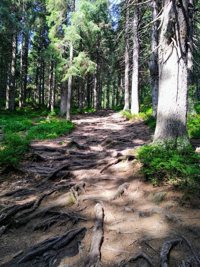 Path Made of Tree Roots in a Coniferous Forest Stock Image - Image of ...
