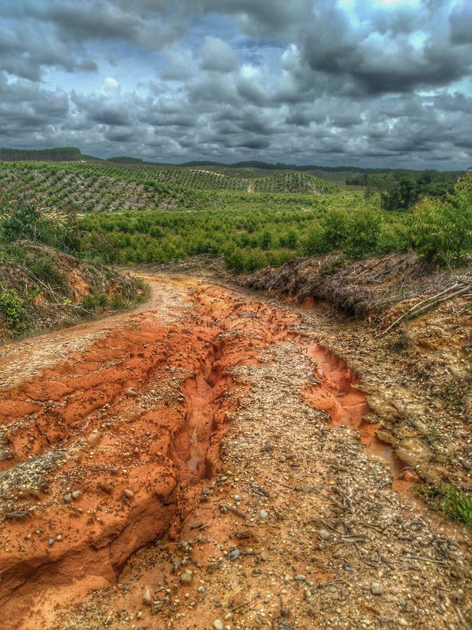 Two Paths in a Dark and Foggy Forest, the Netherlands Stock Photo ...