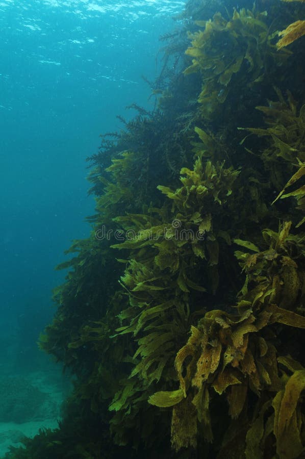 Steep Rocky Reef Covered With Kelp Stock Photo - Image of underwater ...