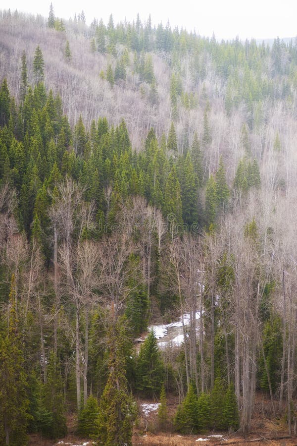 Mixed Boreal Forest Slope in Early Spring Stock Photo - Image of ...