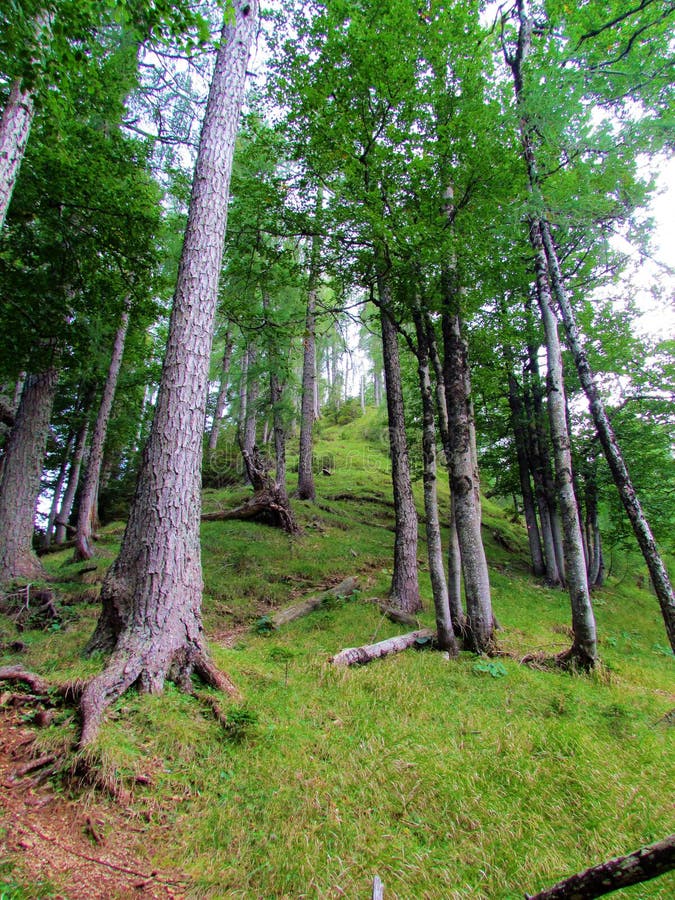 Steep Slope Above Lipanca and Pokljuka Covered Larch (Larix Decidua ...