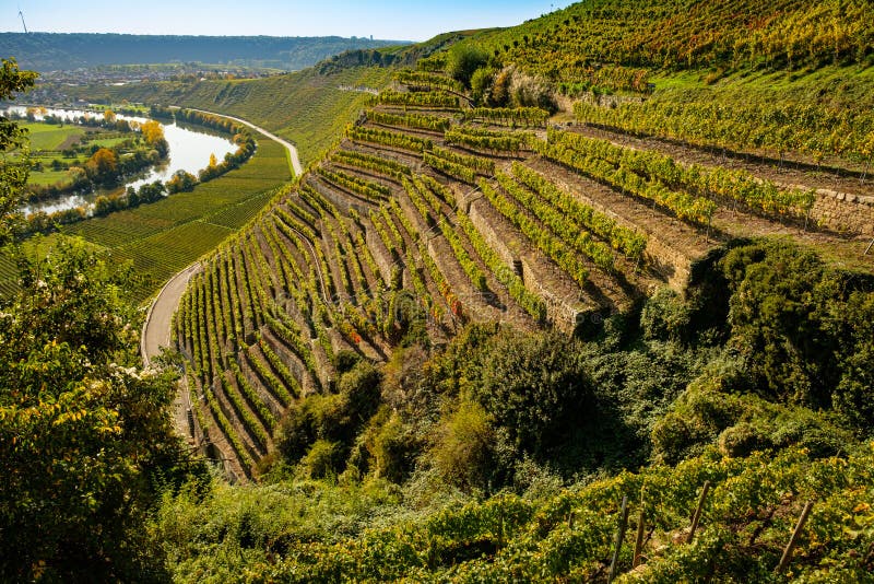 Steep Slope Vineyard in Germany Stock Photo - Image of mundelsheim ...