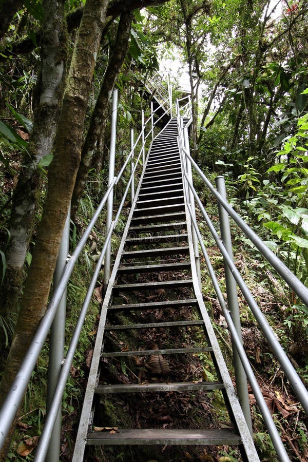 Steep Stairs in the Rainforest Stock Image - Image of staircase ...