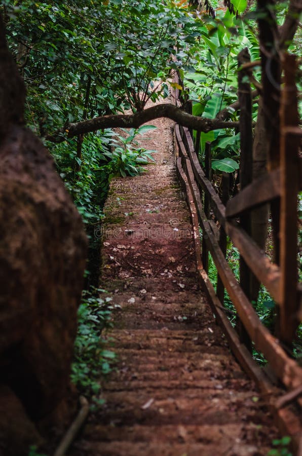 Steep Steps Down a Path in a Forest Stock Image - Image of equitorial ...
