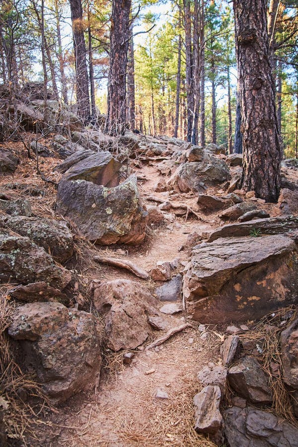 Steep Walking Path through Rocks with Pine Trees Stock Image - Image of ...