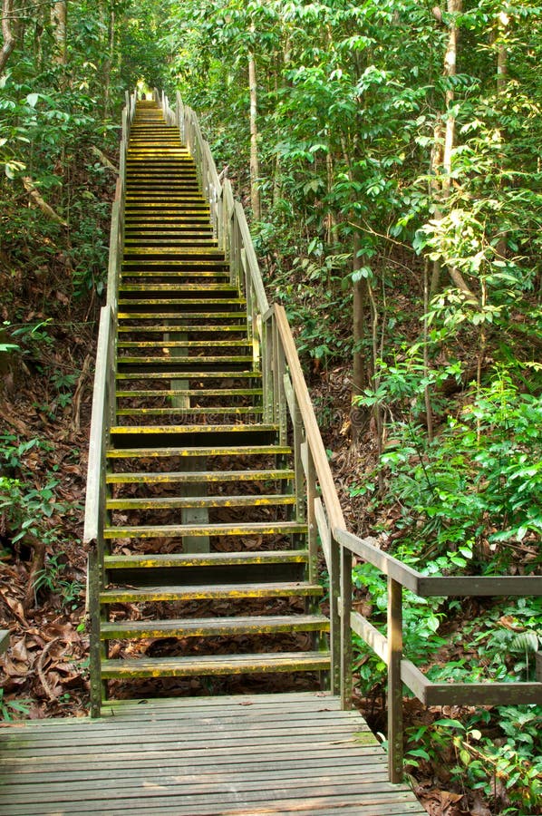 Steep Wooden Staircase Challenge Stock Photo - Image of tropical ...