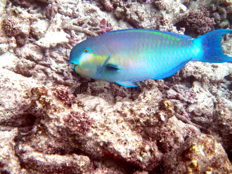 Parrotfish Nibbling Stock Photos - Free & Royalty-Free Stock Photos ...