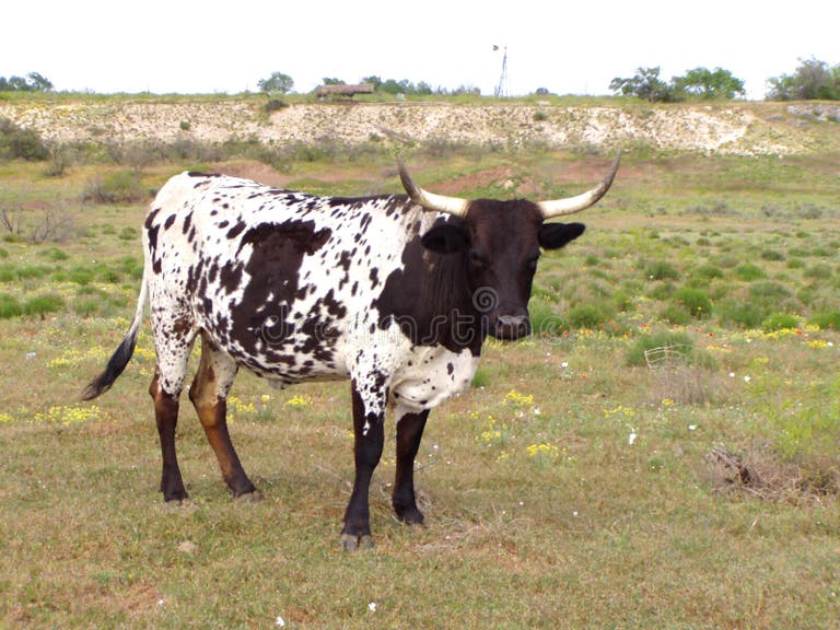 Steer stock image. Image of horned, animal, gaze, horizontal - 121817