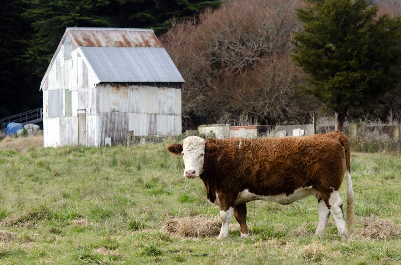 Steer bull stock image. Image of livestock, bullock, nature - 32640377