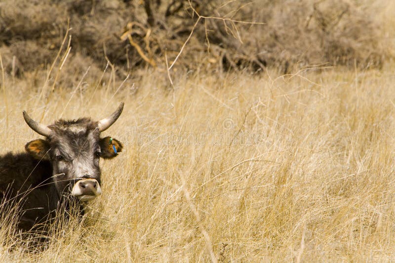 Steer In The Field Picture. Image: 2024158