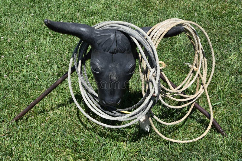 Steer Head Serves As a Target for Rope Lassoing Stock Image - Image of ...