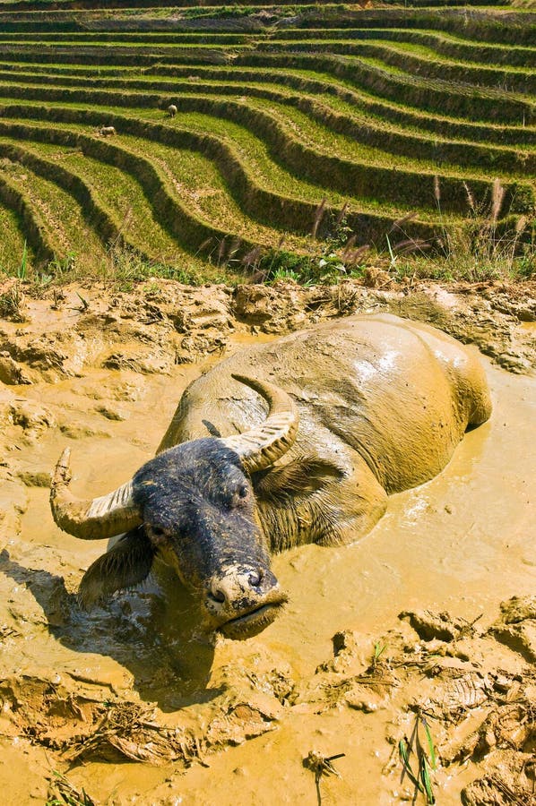 Steer on the mud stock photo. Image of nature, empty - 177042720