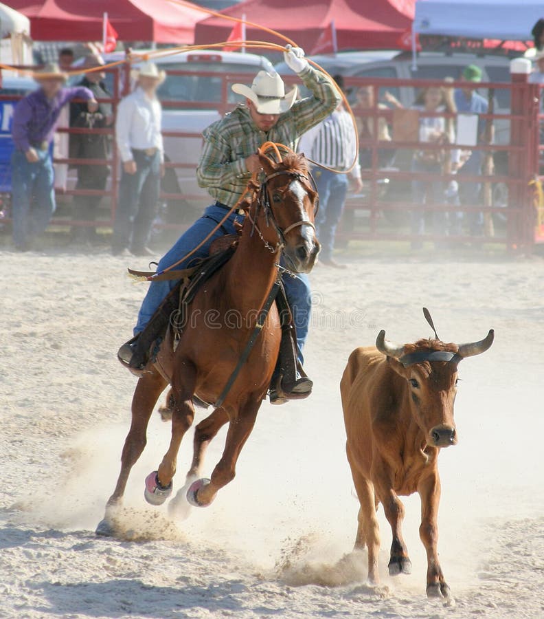7+ Steer roping Free Stock Photos - StockFreeImages