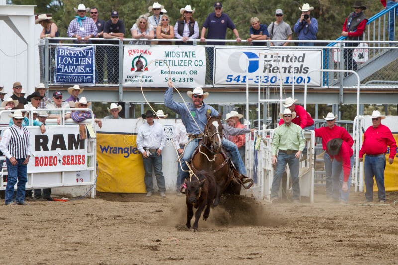 Steer Roping - PRCA Sisters, Oregon Rodeo 2011 Editorial Photo - Image ...