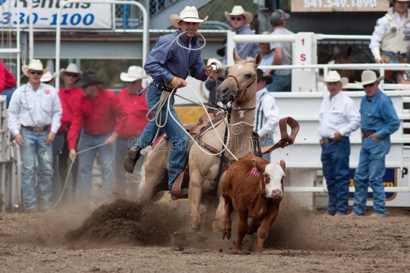 Steer Roping - PRCA Sisters, Oregon Rodeo 2011 Editorial Stock Image ...