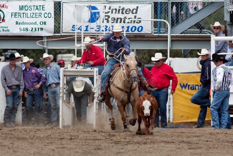 Steer Roping - PRCA Sisters, Oregon Rodeo 2011 Editorial Image - Image ...